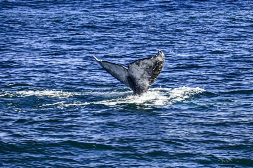 San Diego: 3 Hour Whale Watching Cruise - An In-Depth Look at the Whale Watching Experience