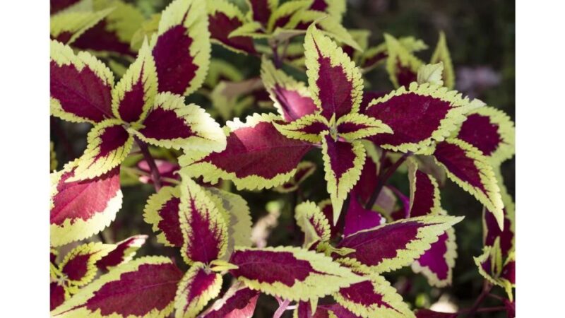 San Diego Botanical Garden Entry Ticket and Transportation - What You Can Expect on the Tour