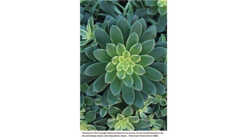 San Diego Botanical Garden Entry Ticket and Transportation - The Gardens: A Closer Look