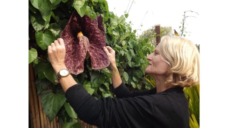 San Diego Botanical Garden Entry Ticket and Transportation - The Logistics and Value