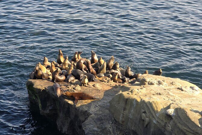 San Diego Day Tour from Orange County - The Review from Others: Authentic Perspectives