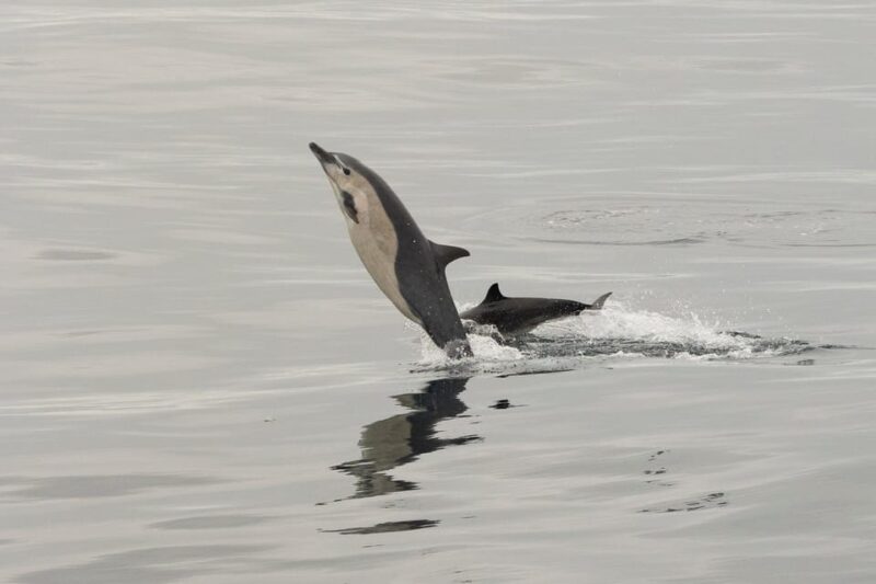 San Diego: Dolphin and Whale-Watching Sunset Cruise - Key Points