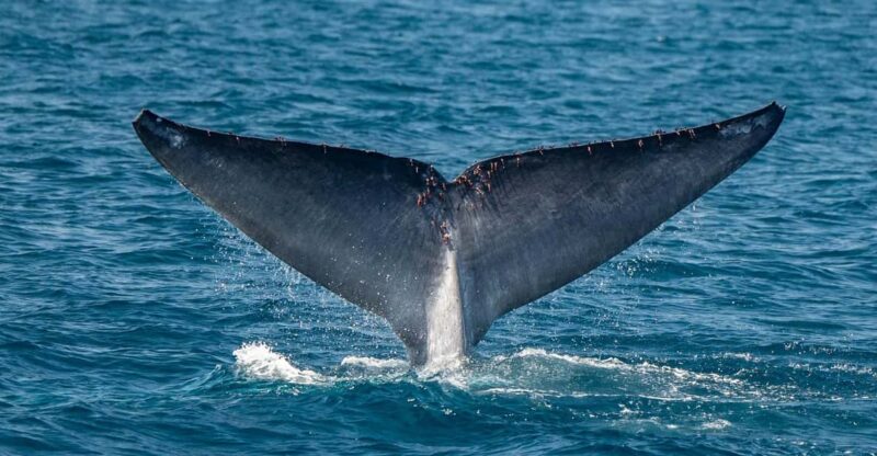 San Diego: Dolphin and Whale-Watching Sunset Cruise - Practical Tips for a Great Trip