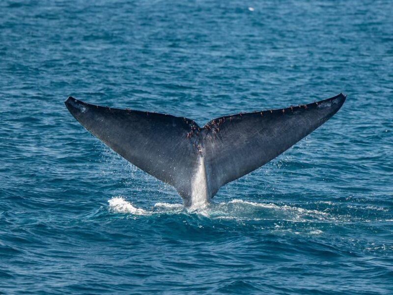 San Diego: Dolphin and Whale-Watching Sunset Cruise - Who Will Love This Experience?