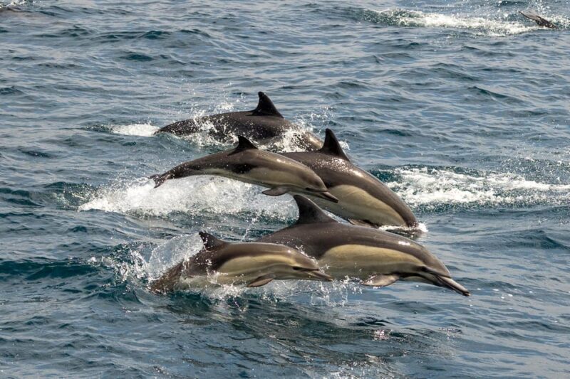 San Diego: Dolphin and Whale-Watching Sunset Cruise - FAQ