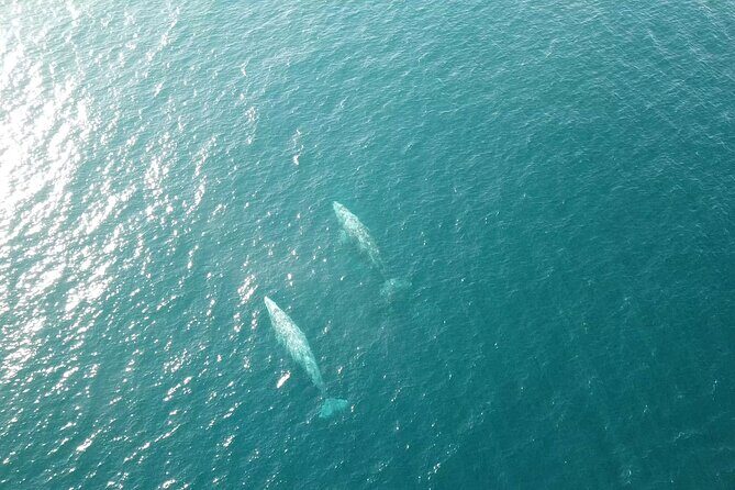 San Diego Half-Day Marine Wildlife Tour with Lunch - An In-Depth Look at the Experience