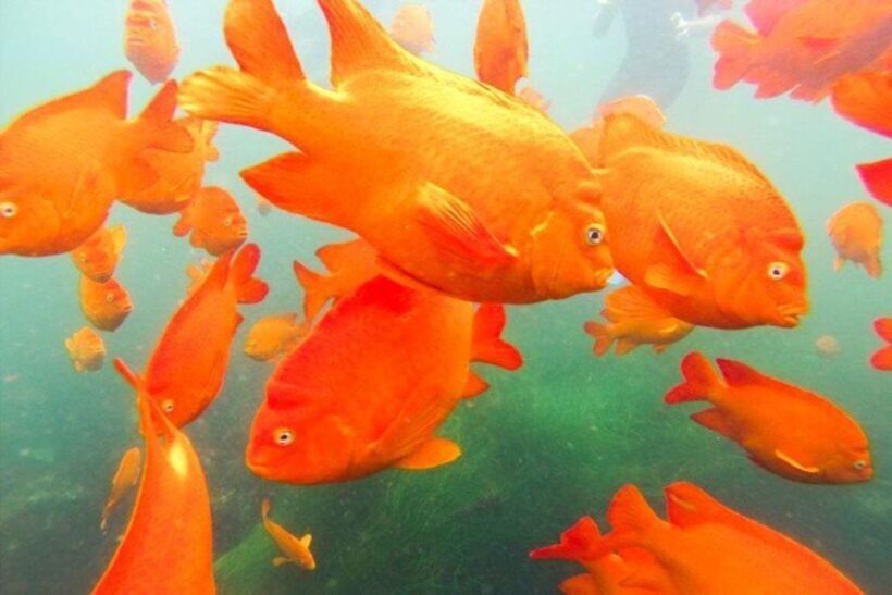San Diego: La Jolla Cove Guided Snorkeling Tour - Discovering La Jolla Cove: A Natural Underwater Wonderland
