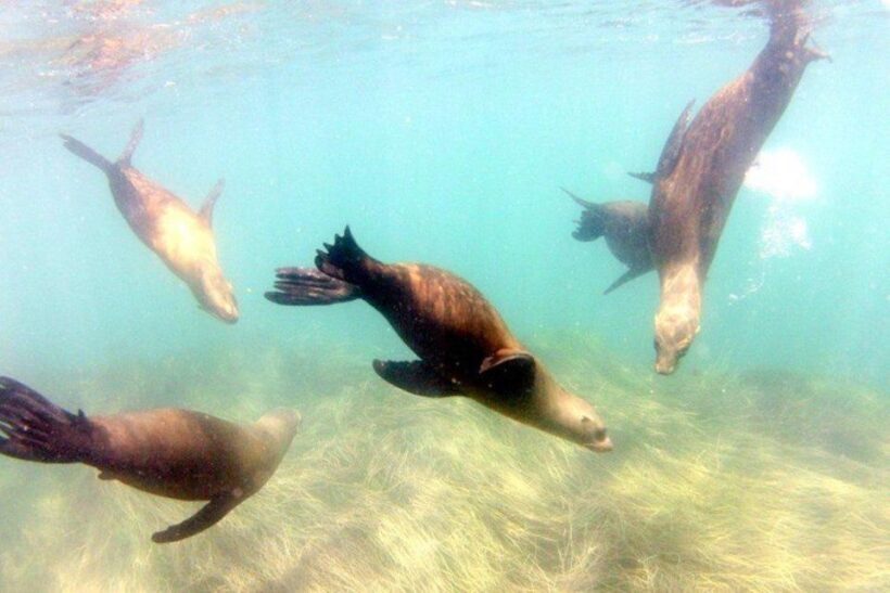 San Diego: La Jolla Cove Guided Snorkeling Tour - Who Should Consider This Tour?