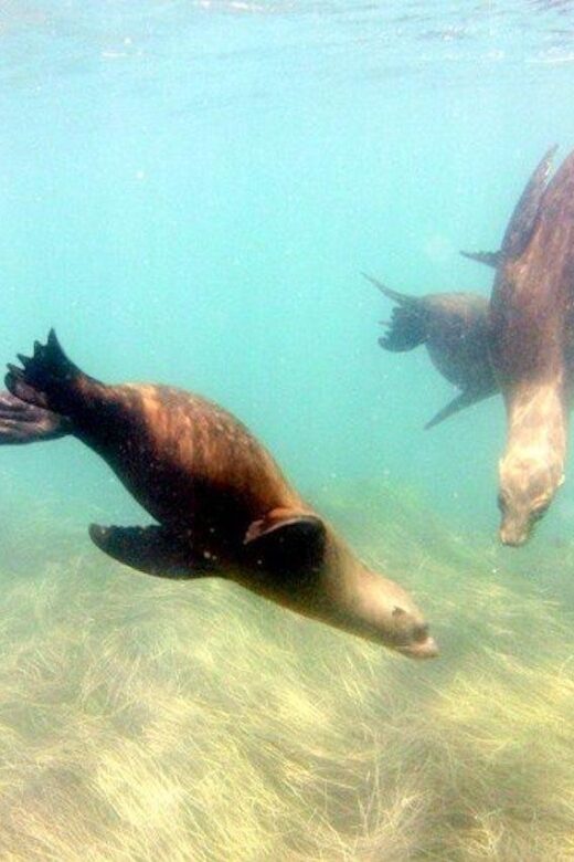 San Diego: La Jolla Cove Guided Snorkeling Tour - FAQs