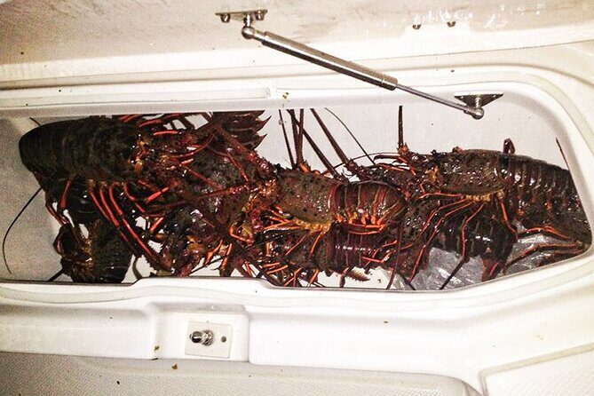 San Diego Lobster Hoop Netting Charter up to 6 People - Who Will Love This Experience?