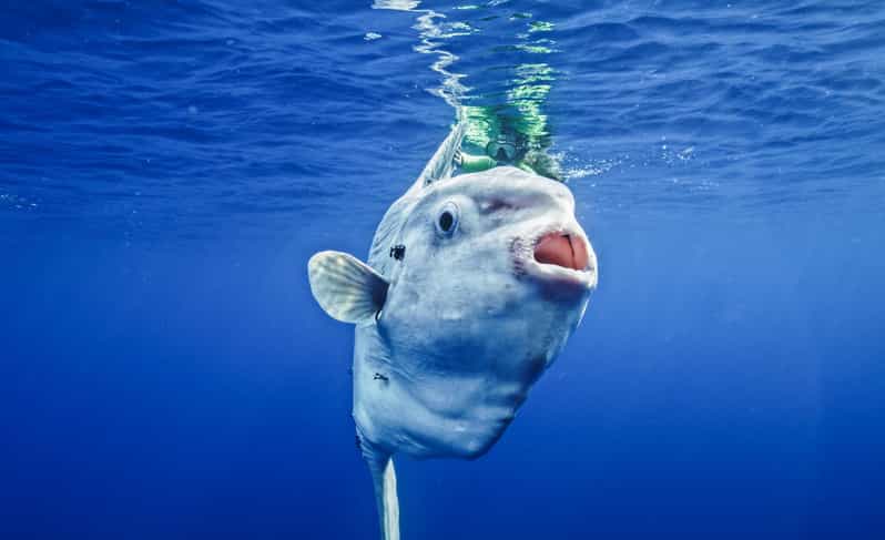 San Diego Ocean Safari: 6-Hour Snorkel Adventure! - Key Points