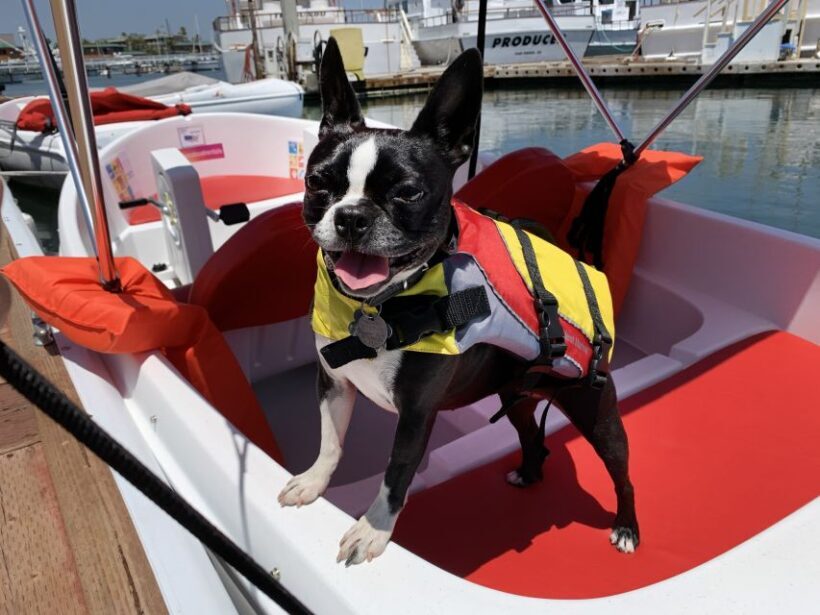 San Diego: San Diego Bay Dog-Friendly Eco Pedal Boat Rentals - Frequently Asked Questions