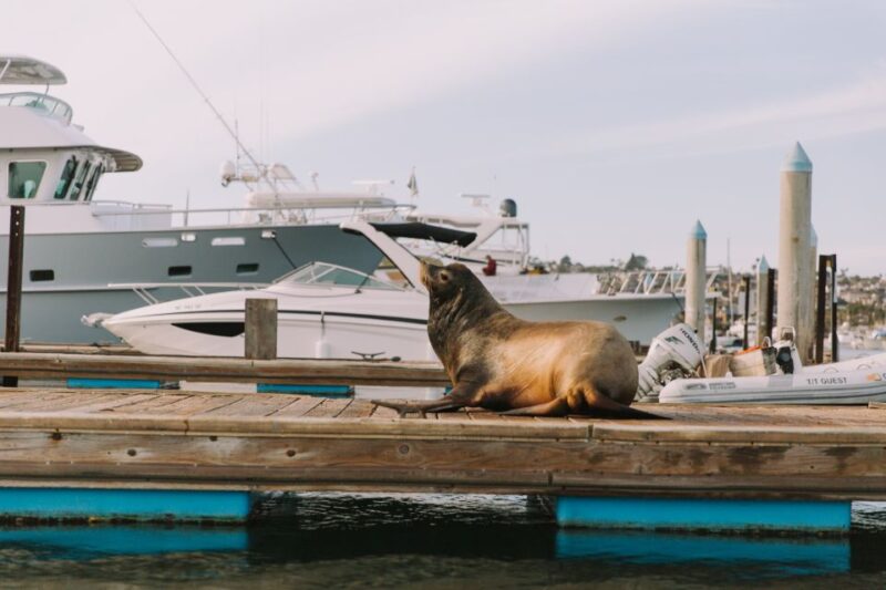 San Diego: San Diego Bay Dog-Friendly Eco Pedal Boat Rentals - FAQ