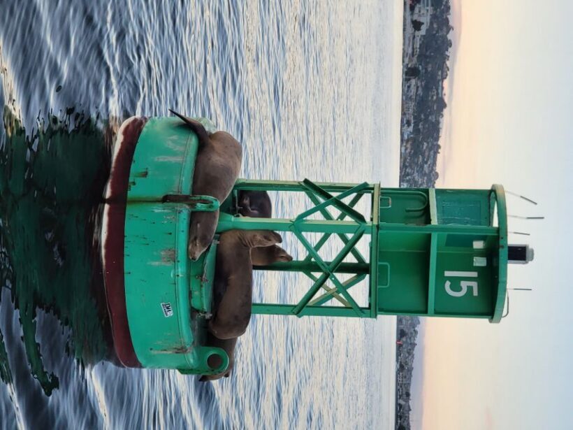 San Diego: San Diego Bay Sunset & Daytime Sailing Experience - Practical Advice to Make the Most of Your Trip