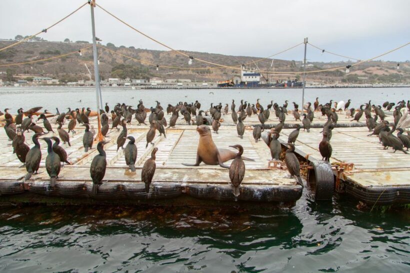 San Diego: SEAL City Tour by Amphibious Bus - Introduction