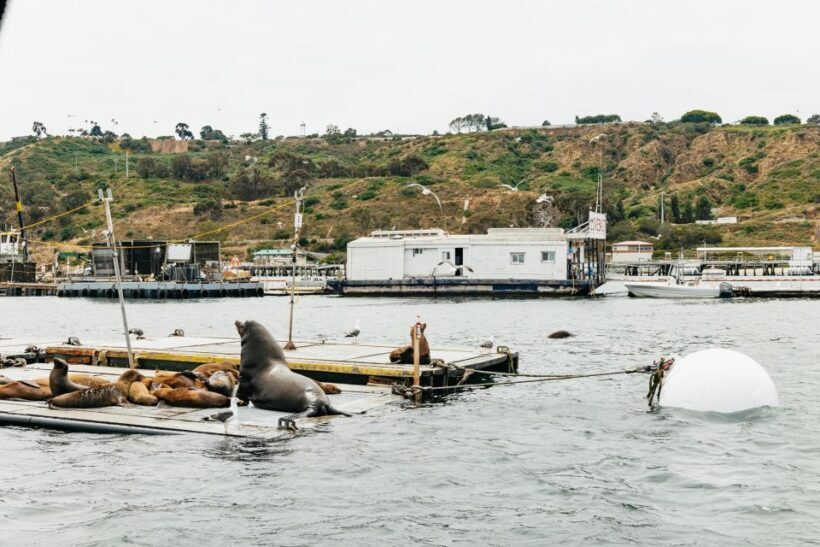 San Diego: SEAL City Tour by Amphibious Bus - FAQ