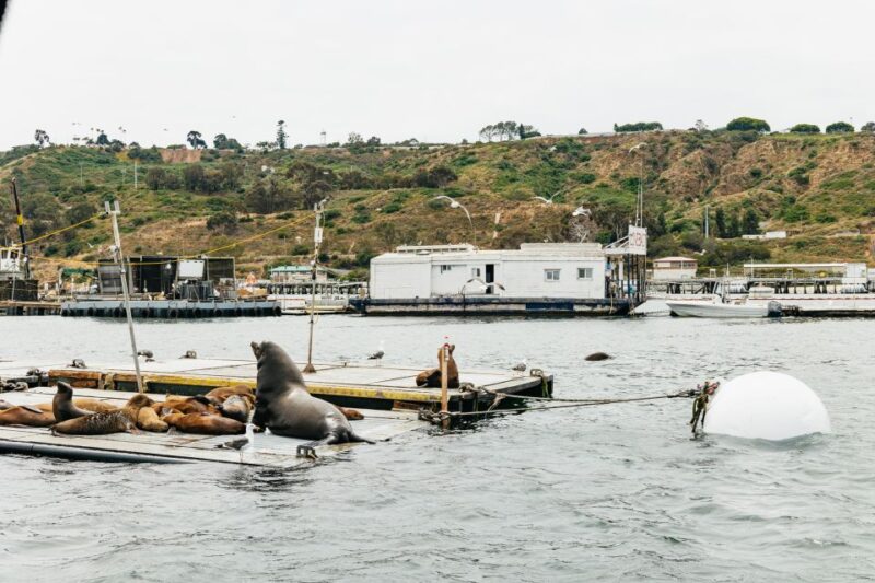 San Diego: SEAL City Tour by Amphibious Bus - Wildlife and Landmarks