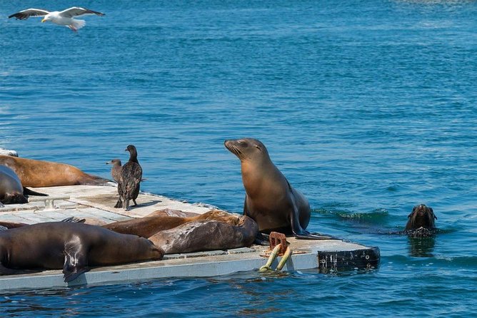 San Diego Seal Tour - Pricing and Value