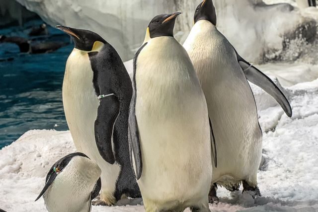 San Diego: SeaWorld Skip-the-Line Park Admission Ticket - The Reality Behind the Reviews