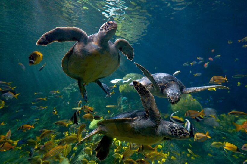 San Diego: SeaWorld Skip-the-Line Park Admission Ticket - Who Should Book This Experience?