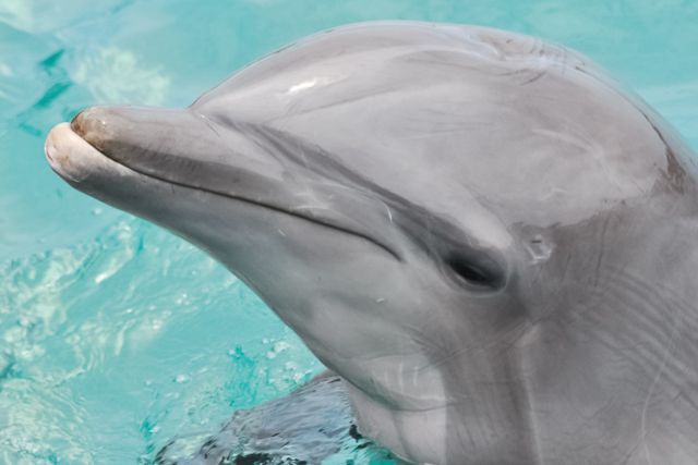 San Diego: SeaWorld Skip-the-Line Park Admission Ticket - Sesame Street Bay of Play: Family-Friendly Fun