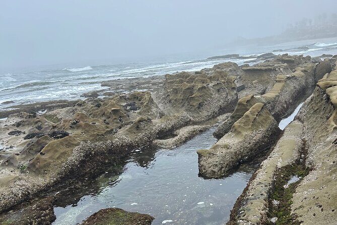 San Diego Tide Pool Tour - Who Should Consider This Tour?