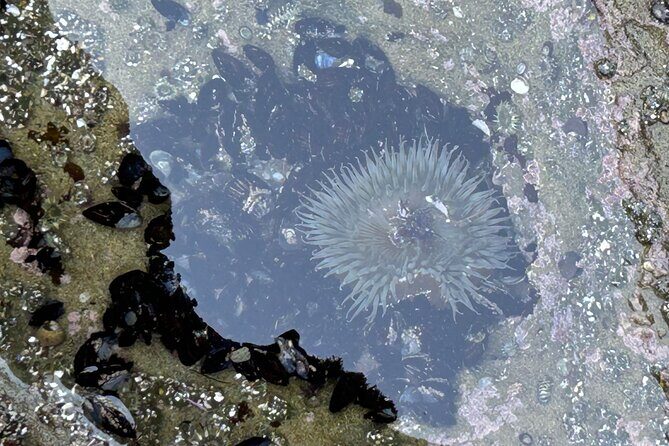 San Diego Tide Pool Tour - Final Thoughts