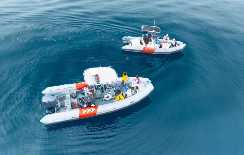 San Diego: Whale and Dolphin Watching Speedboat Tour - A Closer Look at the Tour Experience