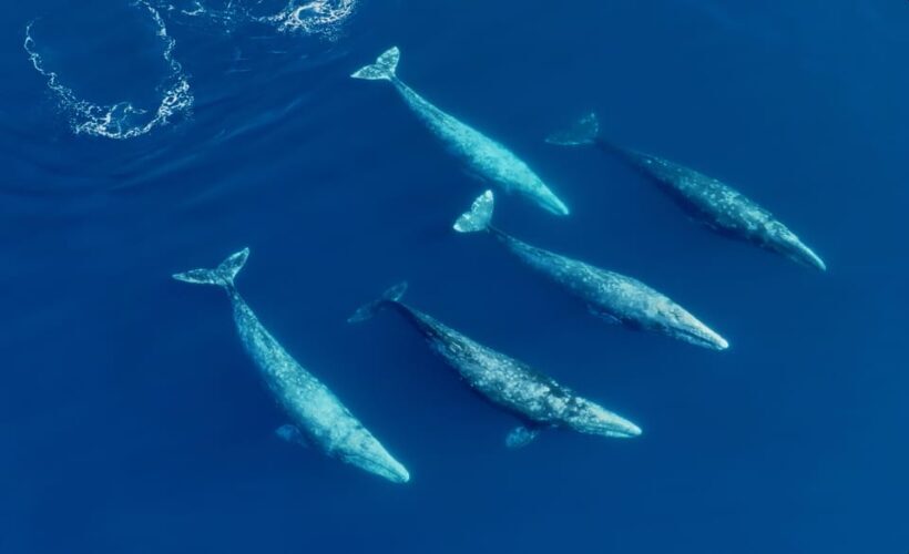 San Diego: Whale and Dolphin Watching Speedboat Tour - What Travelers Say