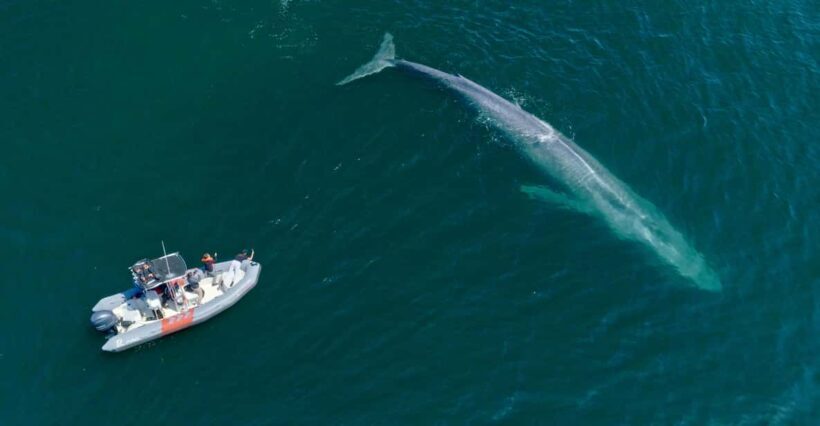 San Diego: Whale and Dolphin Watching Speedboat Tour - Final Thoughts: Is This Tour for You?