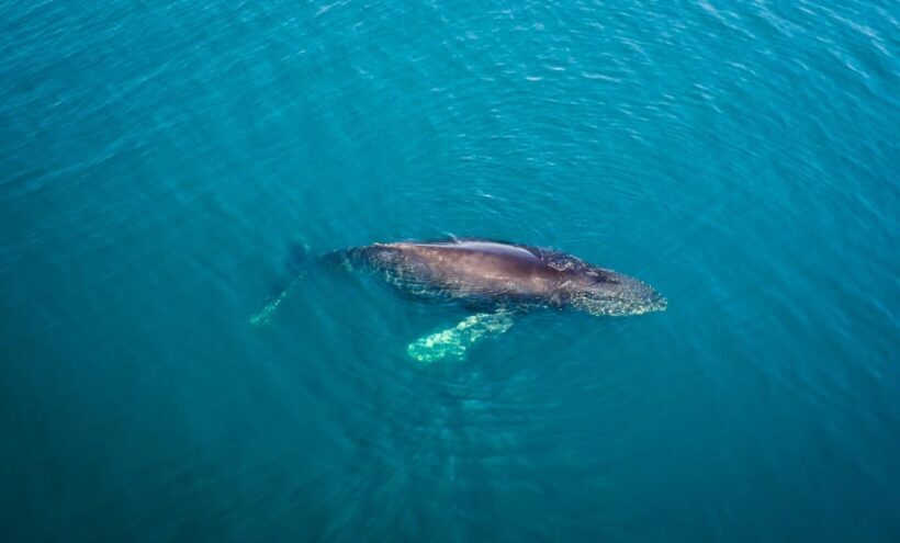 San Diego: Whale and Dolphin Watching Speedboat Tour - Frequently Asked Questions