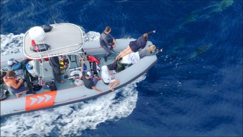 San Diego: Whale and Dolphin Watching Speedboat Tour - FAQ