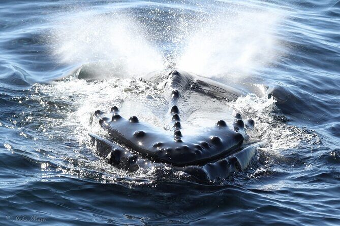 San Diego Whale/Dolphin Watching Cruise Aboard Luxury Vessel - Analyzing the Value and Practicalities