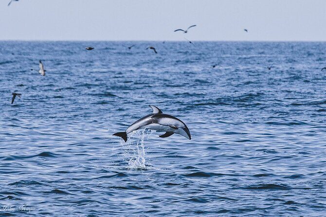 San Diego Whale/Dolphin Watching Cruise Aboard Luxury Vessel - FAQ