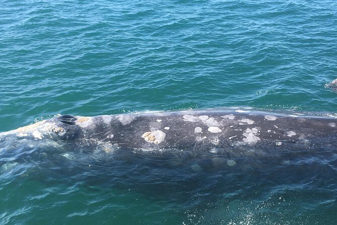 San Diego Whale Watching 3 Hour Tour Mission Bay on the Legacy - An In-Depth Look at the Tour Experience