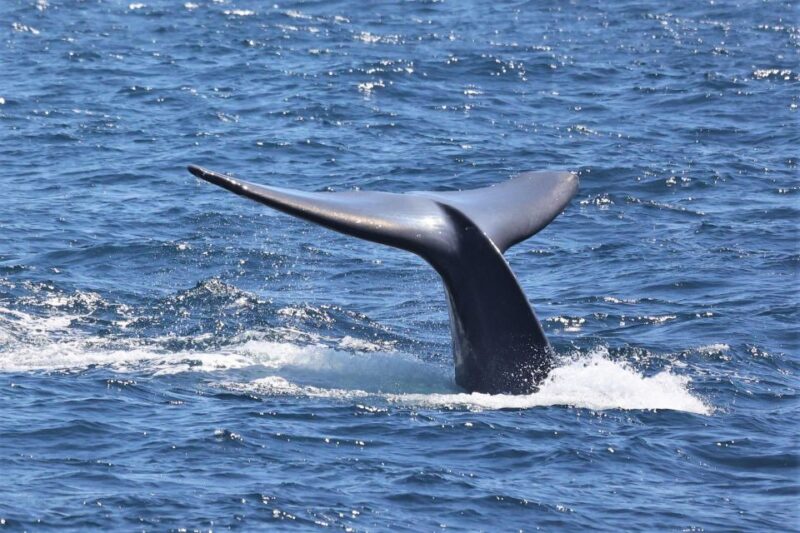 San Diego: Whale Watching Cruise - An Authentic Marine Adventure in San Diego