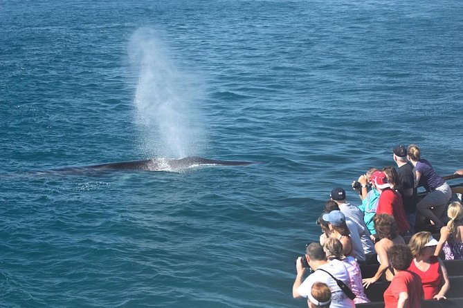 San Diego Whale Watching Cruise - Yacht Features and Amenities