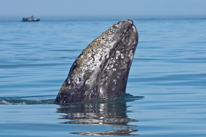 San Diego Whale Watching Cruise - Wildlife Viewing and Marine Life