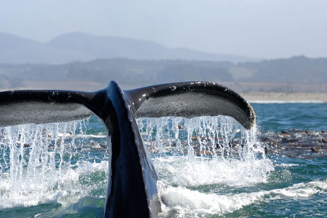 San Diego Whale Watching Cruise - Tips for a Comfortable Cruise