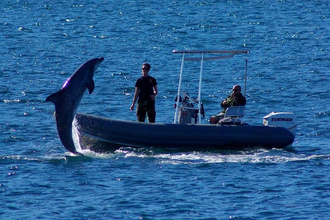 San Diego Whale Watching Cruise - Cancellation Policy and Options