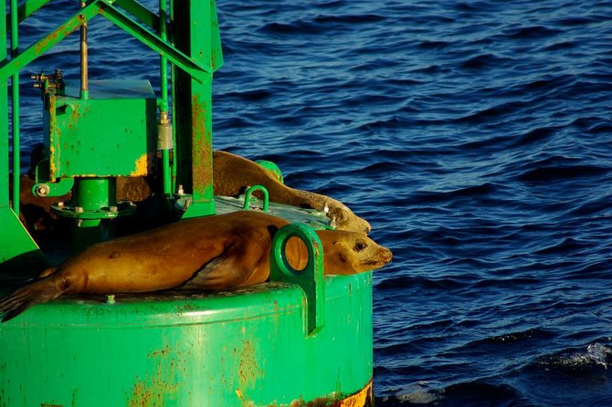 San Diego Whale Watching Cruise - Frequently Asked Questions