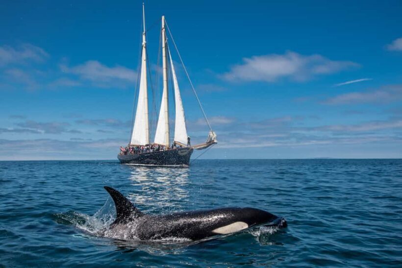 San Diego: Whale Watching Cruise on the Yacht America - Key Points