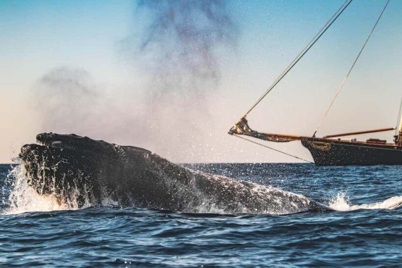 San Diego: Whale Watching Cruise on the Yacht America - An Overview of the Experience
