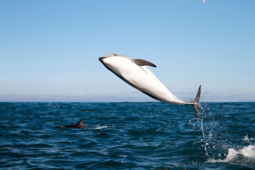 San Diego: Whale Watching Tour - Introduction