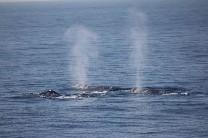 San Diego: Whale Watching Tour - Key Points