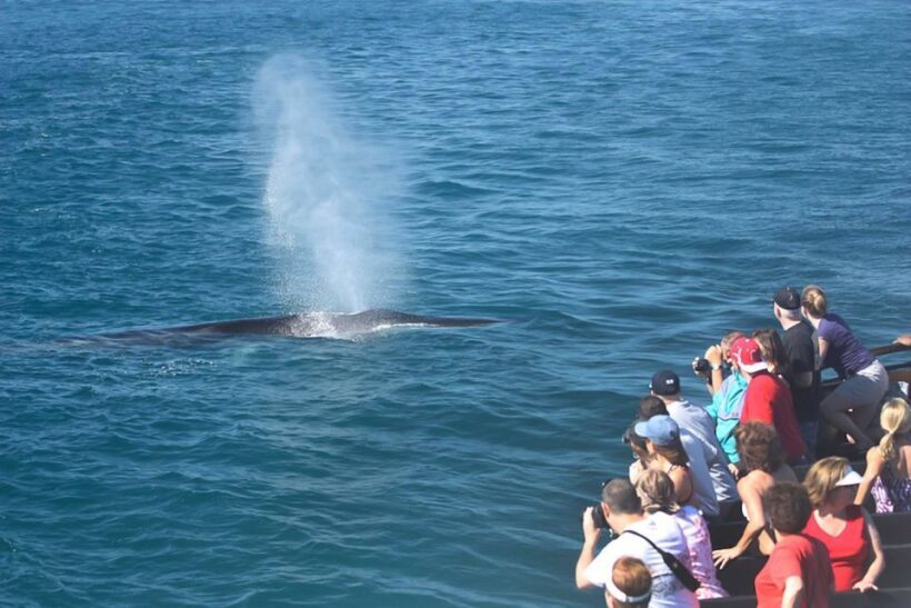 San Diego: Whale Watching Tour - Who It’s Best For