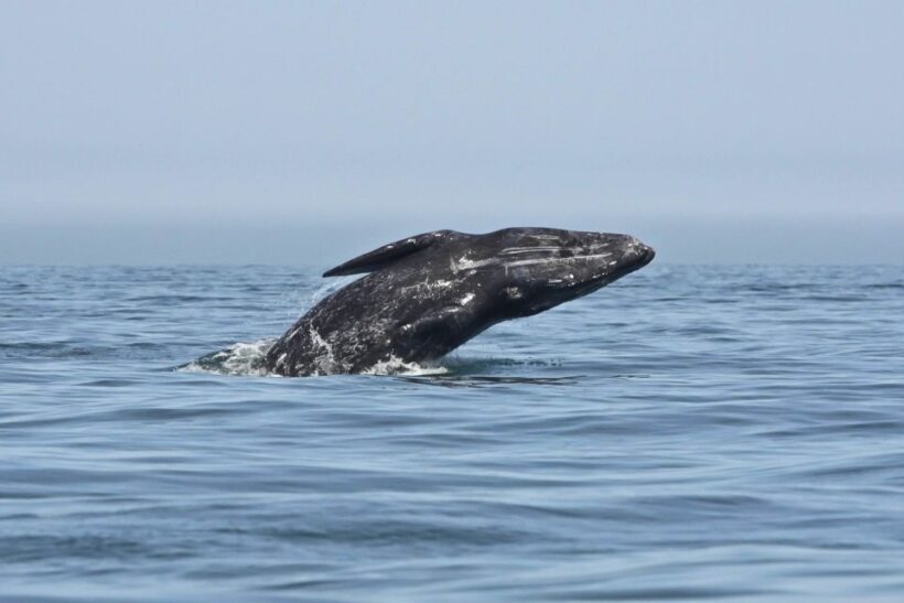 San Diego: Whale Watching Tour - The Sum Up