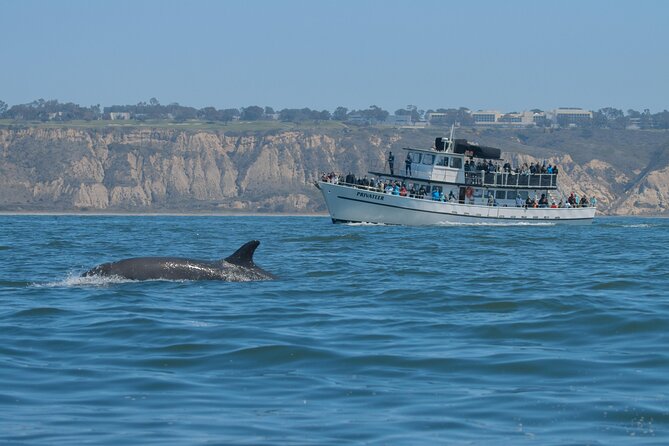 San Diego Whale Watching Tour - The Sum Up