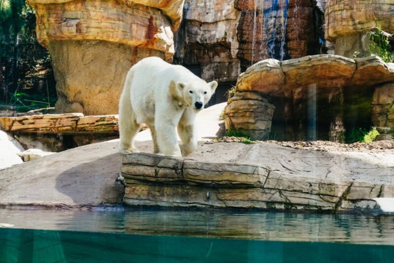 San Diego Zoo: 1-Day Admission Ticket - The Sum Up