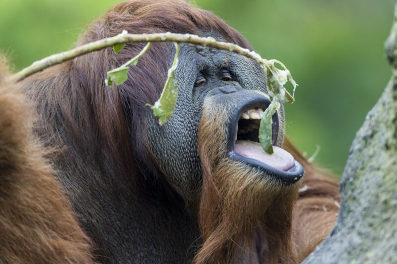 San Diego Zoo and Safari Park: 2-Day Entry Ticket - Key Points